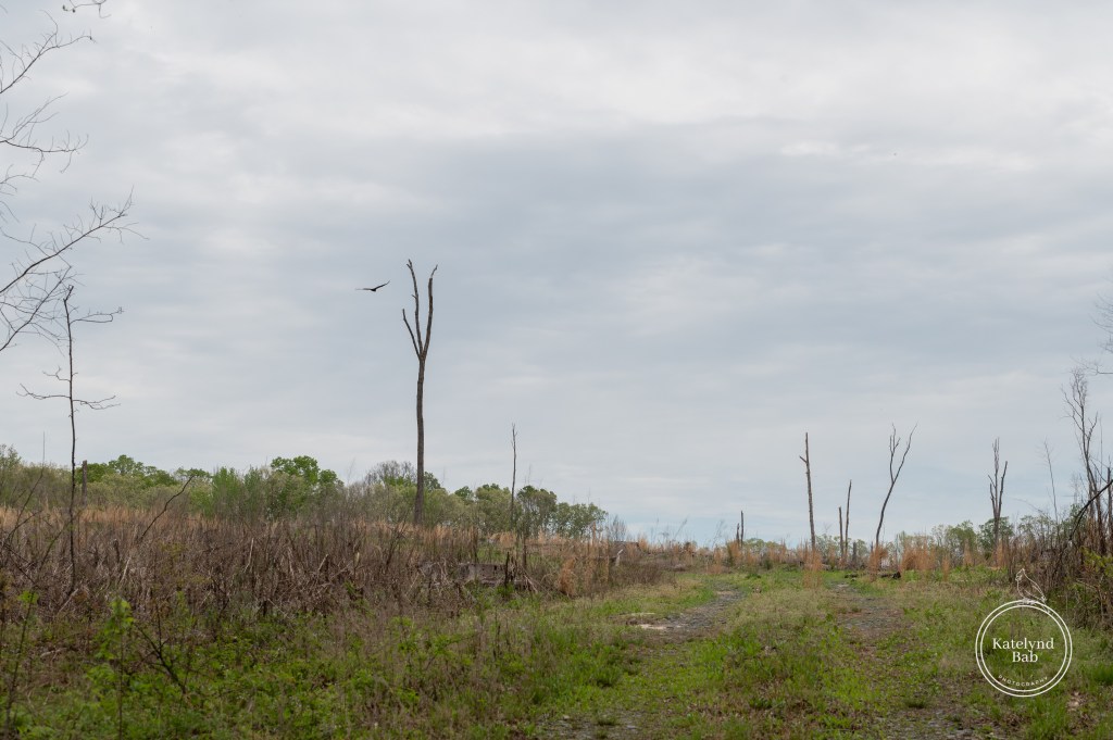 Cumberland State Forest - Kate Bab Photography